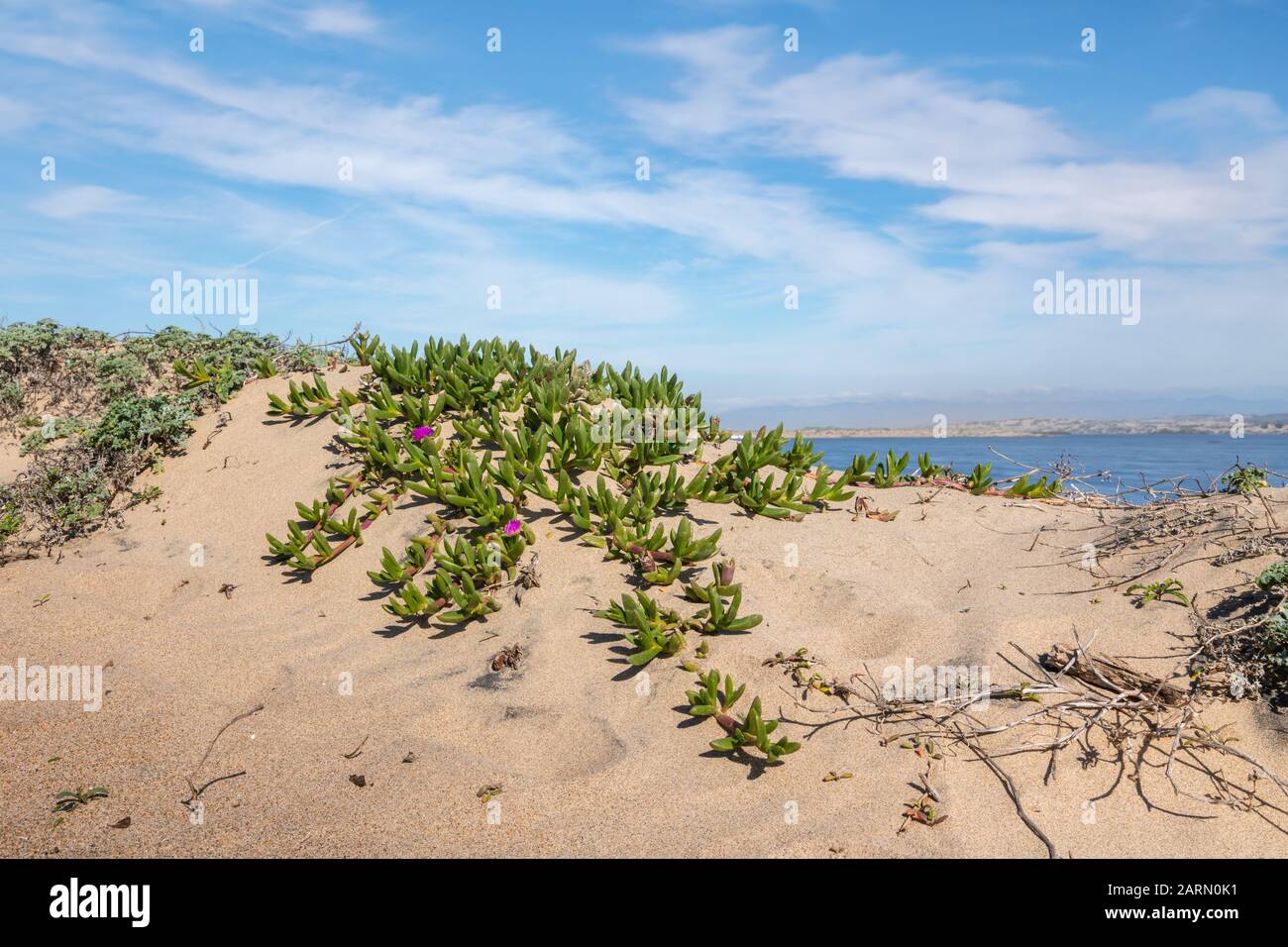 Hardy Ice Plant Stock Photos & Hardy Ice Plant Stock Images - Alamy