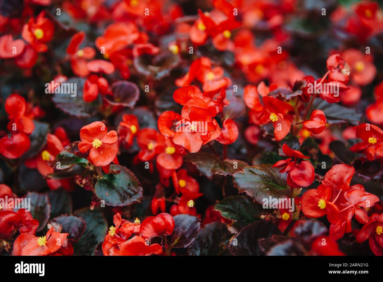 Lot of flowers hi-res stock photography and images - Alamy