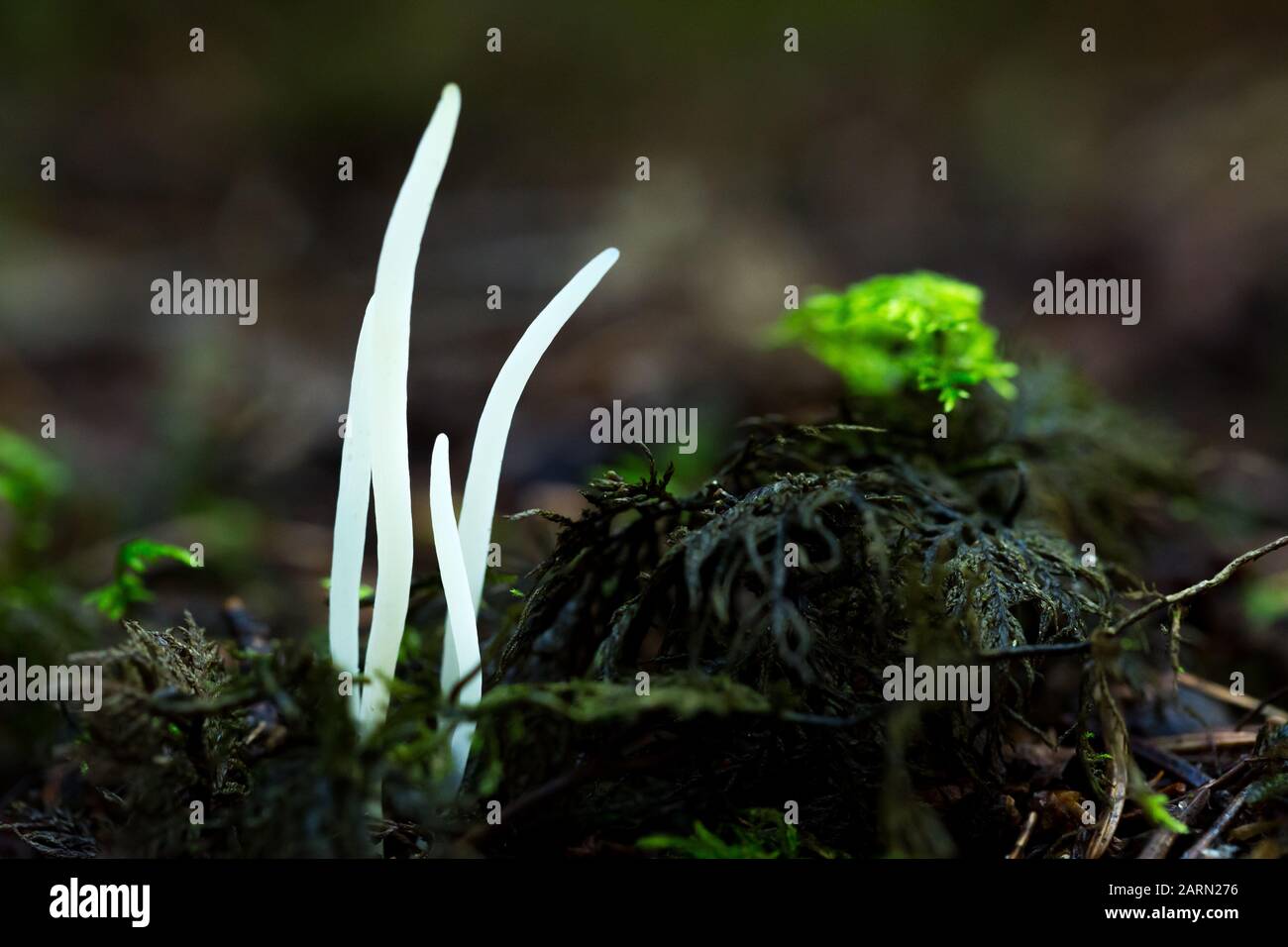 White worm coral (Clavaria fragilis Stock Photo - Alamy