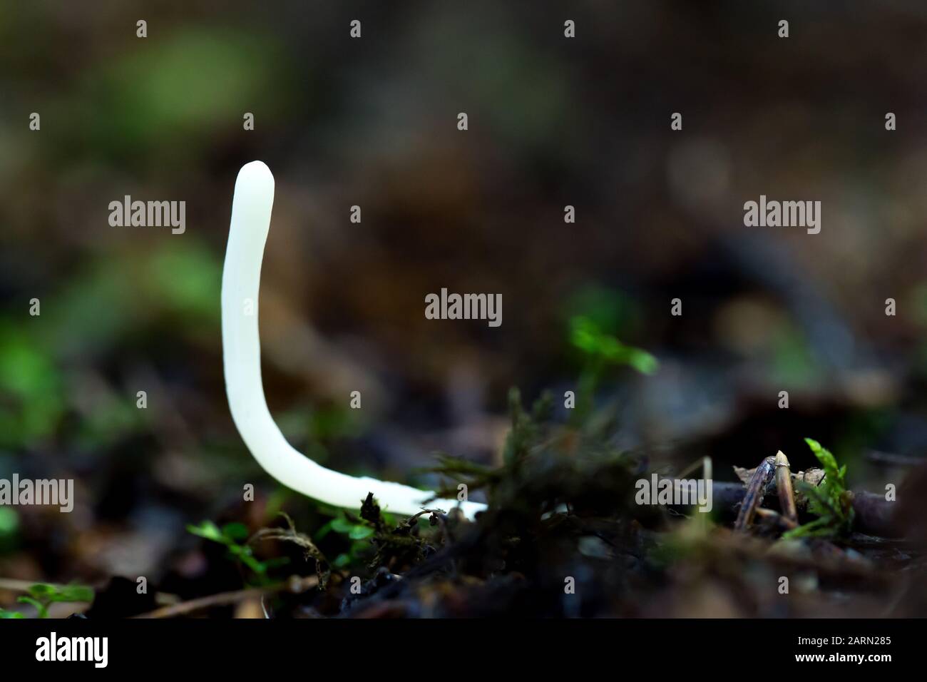 White worm coral (Clavaria fragilis Stock Photo - Alamy