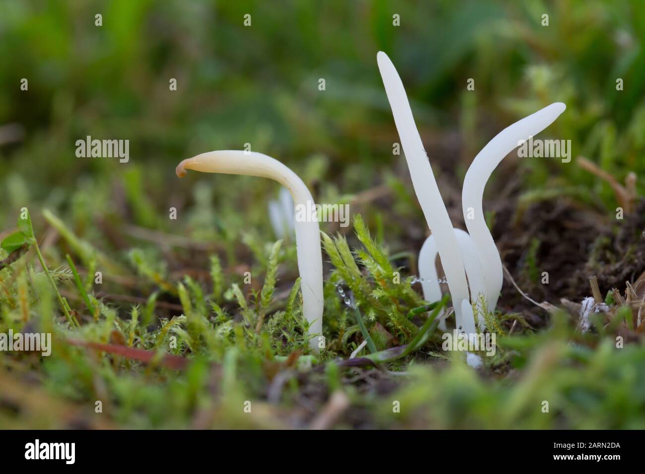 White worm coral (Clavaria fragilis Stock Photo - Alamy