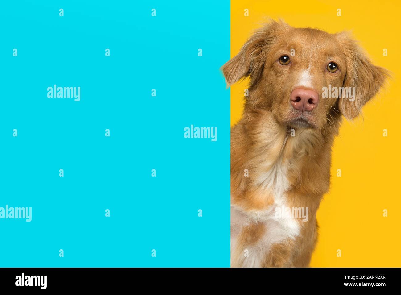 Portrait of a duck tolling retriever looking around the corner of a ...