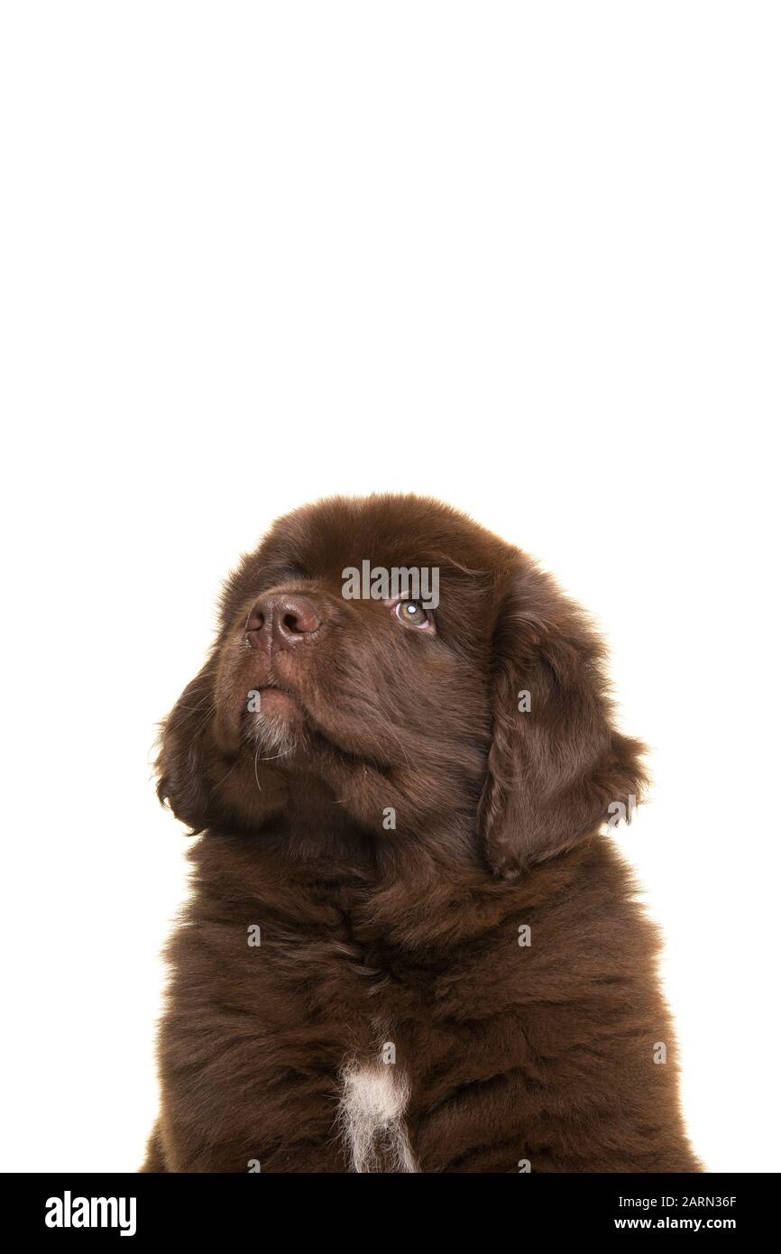 Portrait of an adorable Newfoundland puppy looking up on isolated on a ...