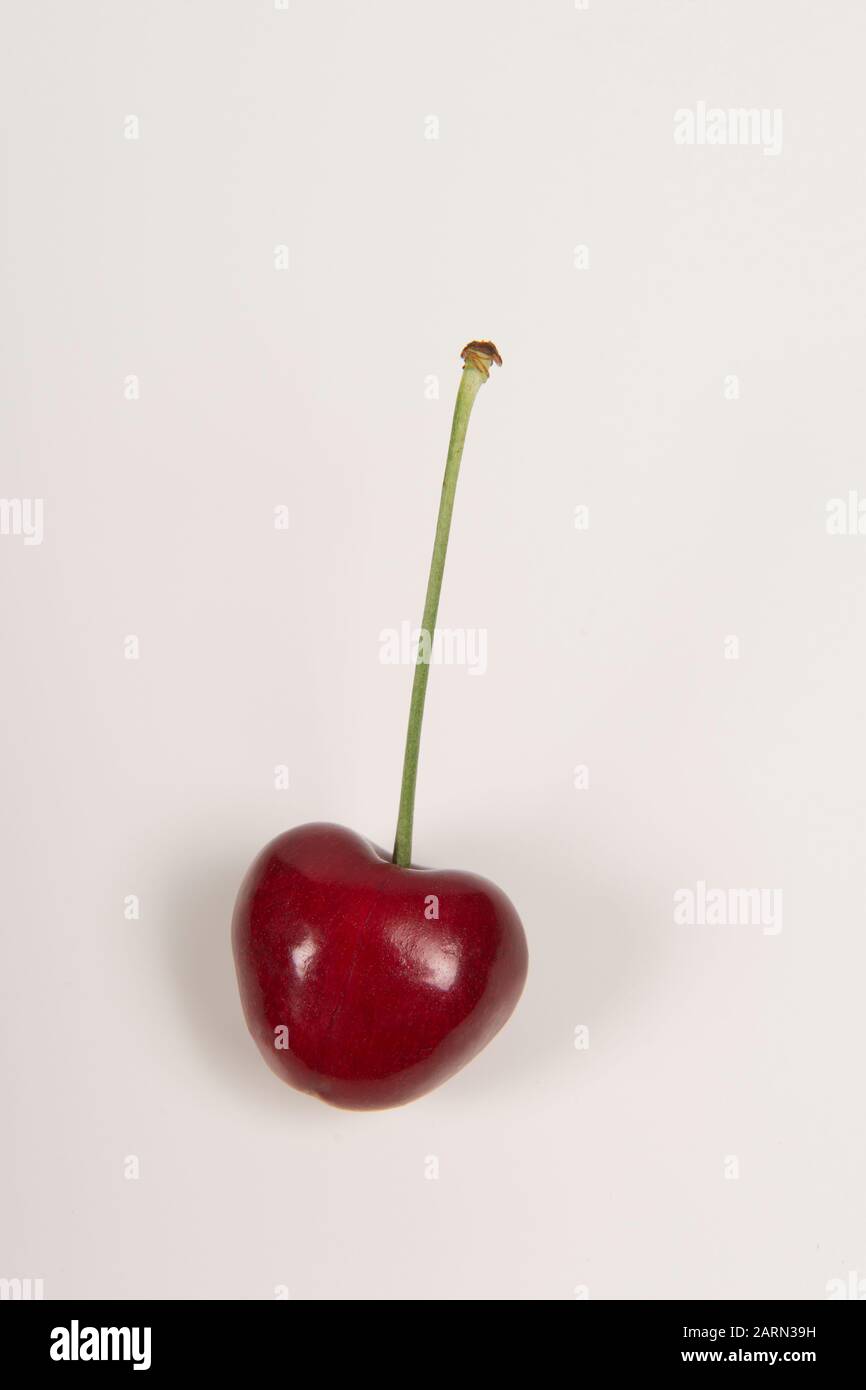 Single red cherry with stem on a white background in a vertical image ...