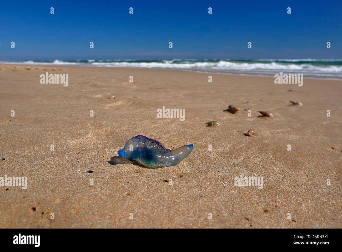 Bluebottle and plough shells on the beach at Sardinia Bay Marine ...