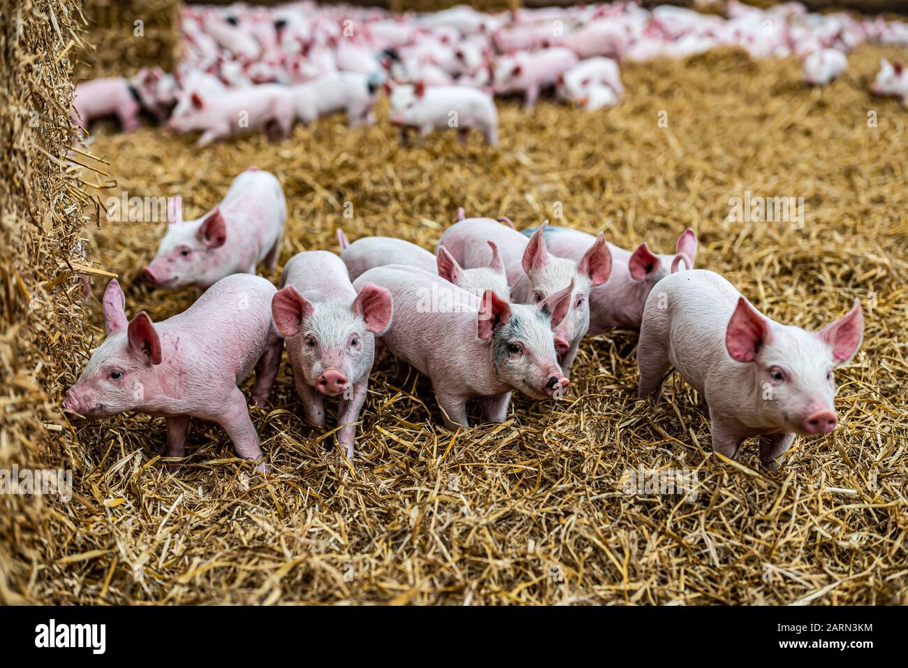 Old Borders High Resolution Stock Photography and Images - Alamy