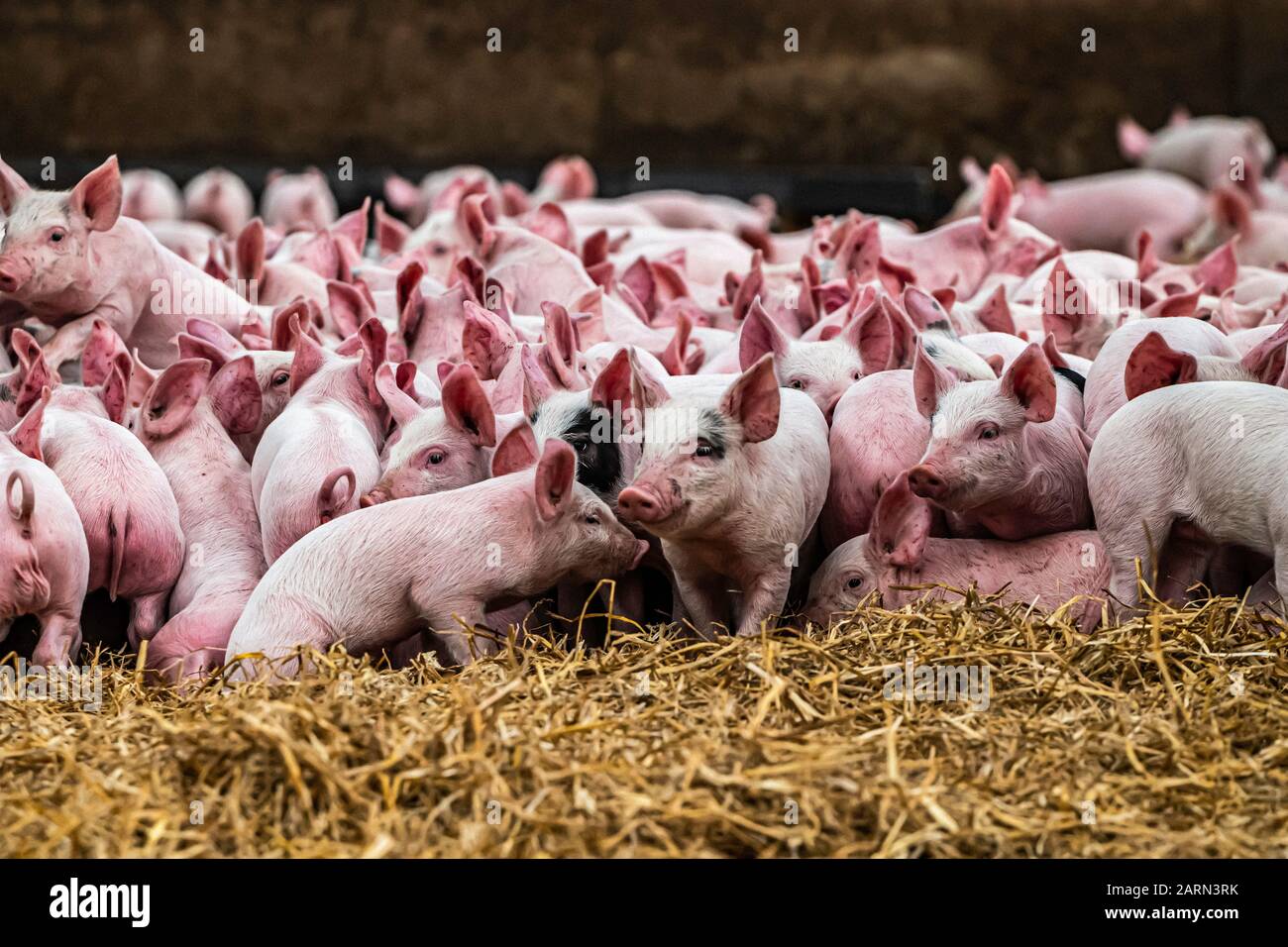 Old Farm Shed High Resolution Stock Photography and Images - Alamy
