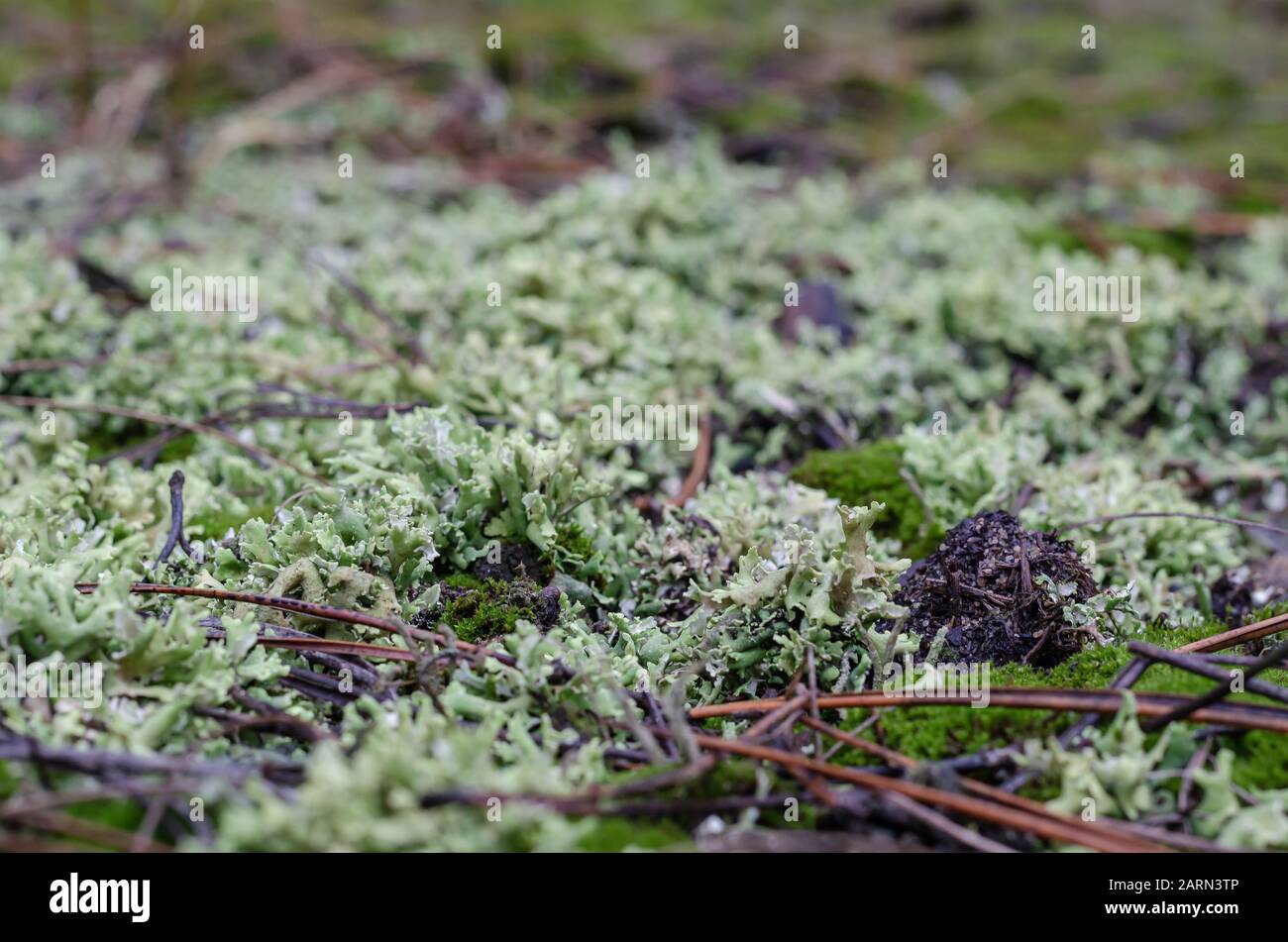 Blue grey fungi hi-res stock photography and images - Alamy