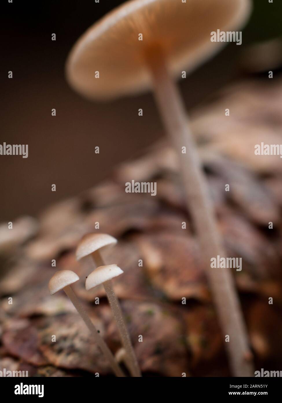 Pine Cone Mushrooms High Resolution Stock Photography and Images - Alamy
