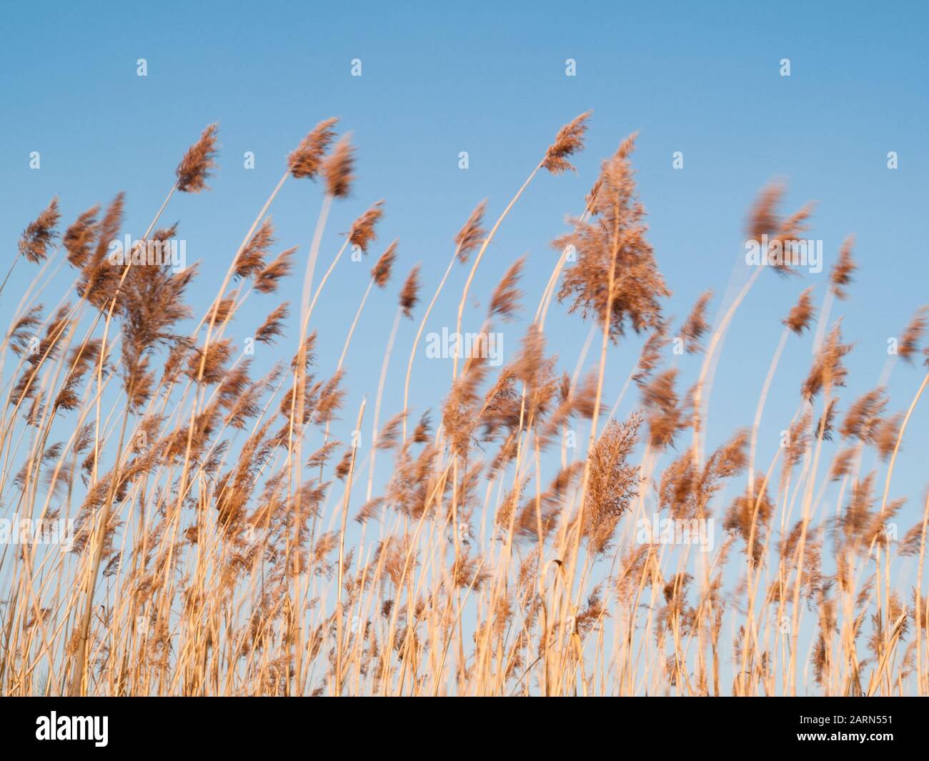 Perennial reed grasses hi-res stock photography and images - Alamy