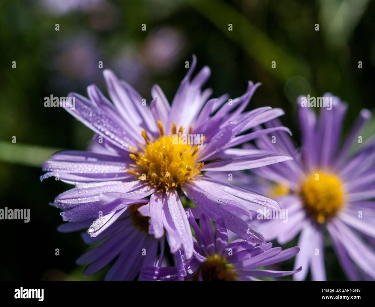 New York aster flower, Symphyotrichum novi-belgii, close-up, in a ...