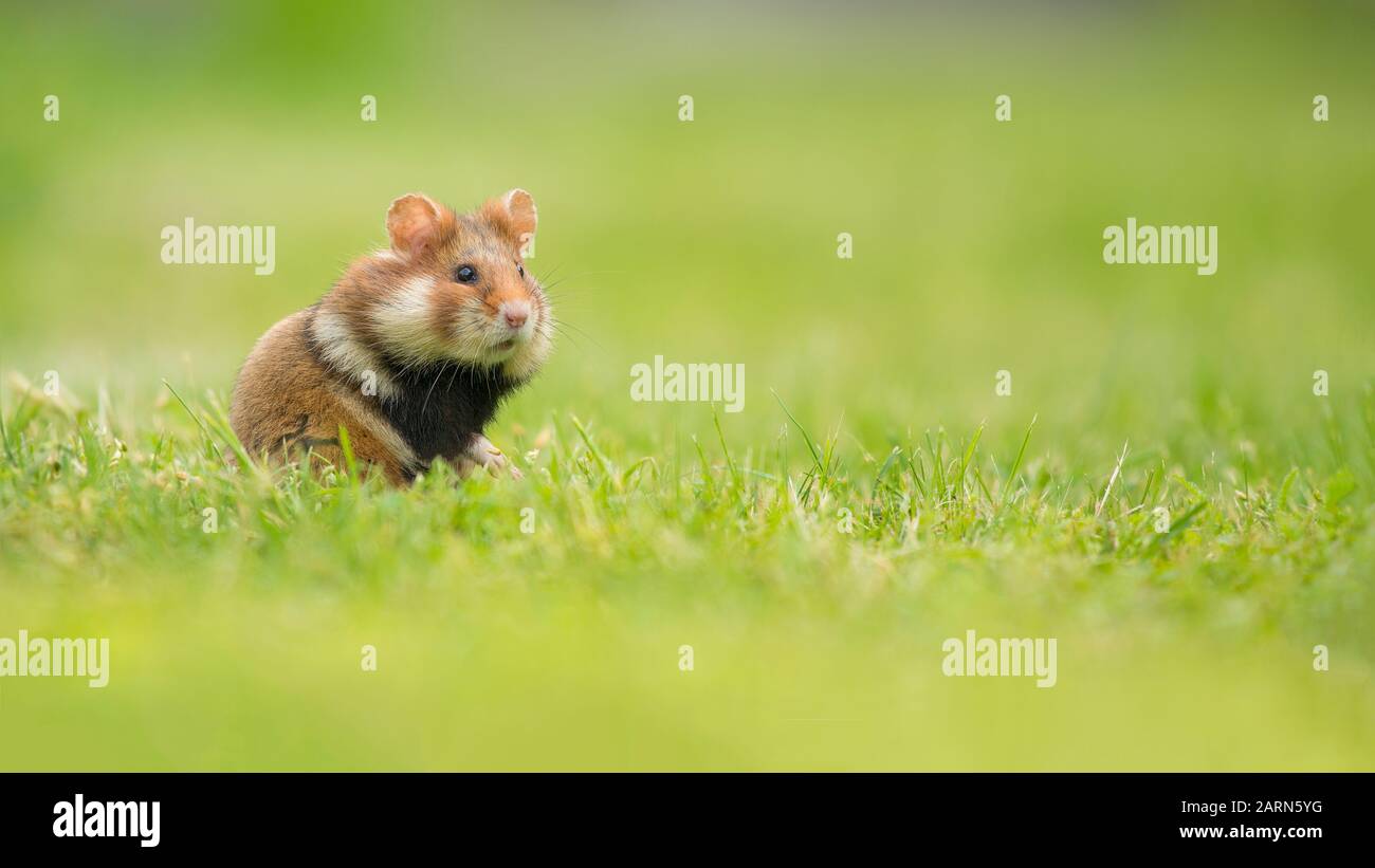 Adorable black bellied hamster standing upright in a green grass field ...