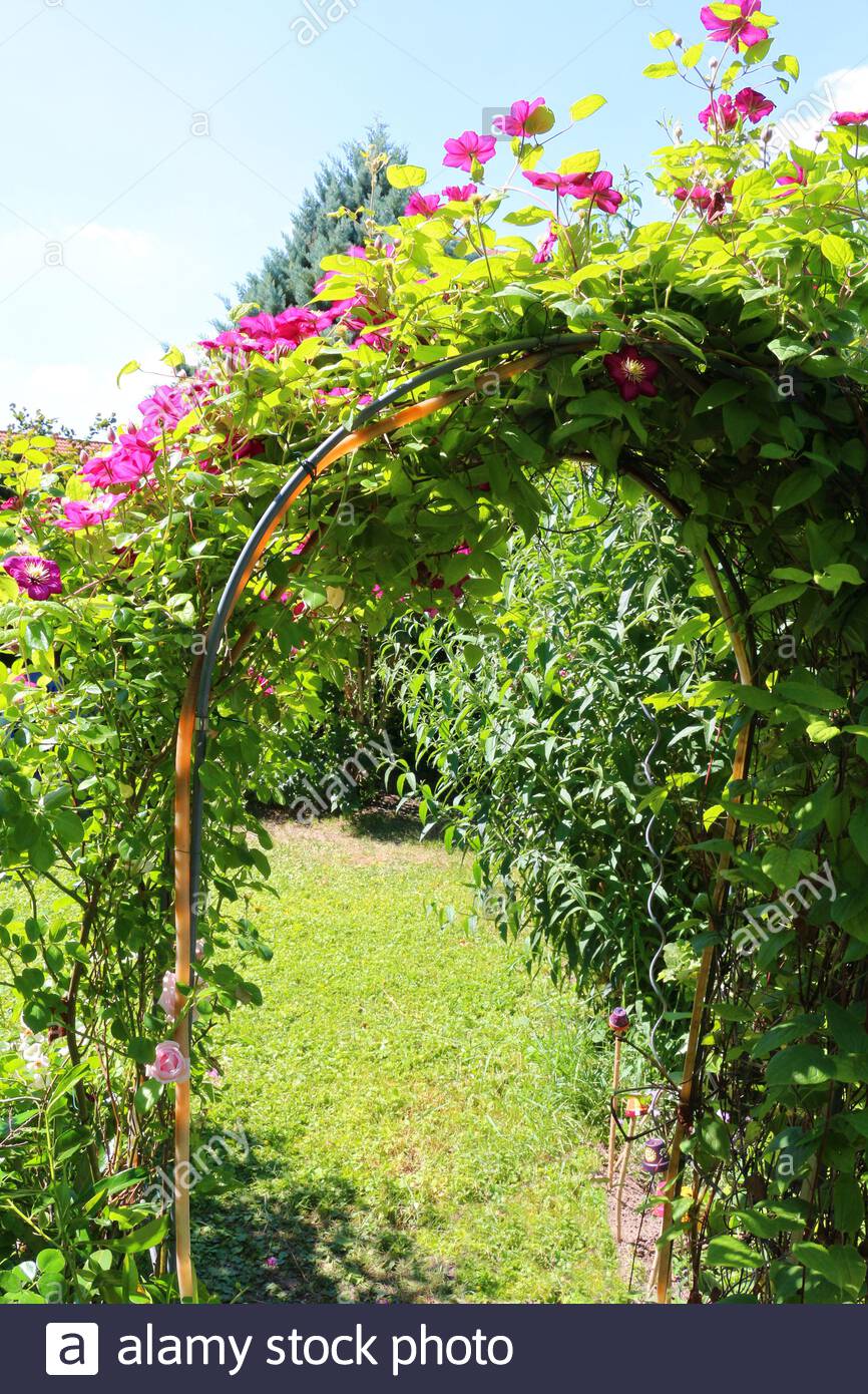 Clematis Arch High Resolution Stock Photography and Images - Alamy