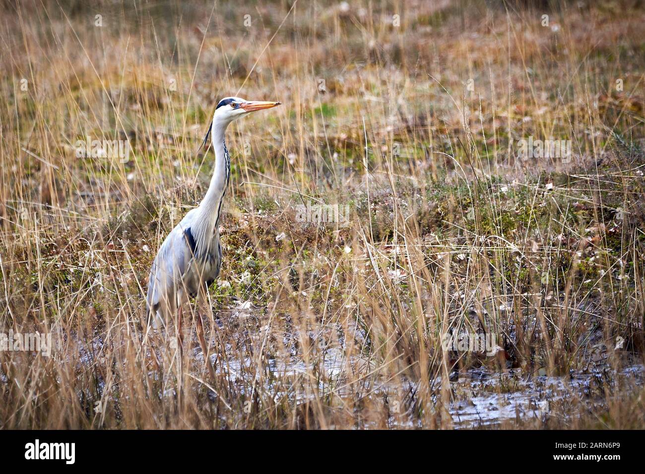 Grey Heron in Swamp ( Ardea Cinerea ),Teverener Heide Natural Park ...