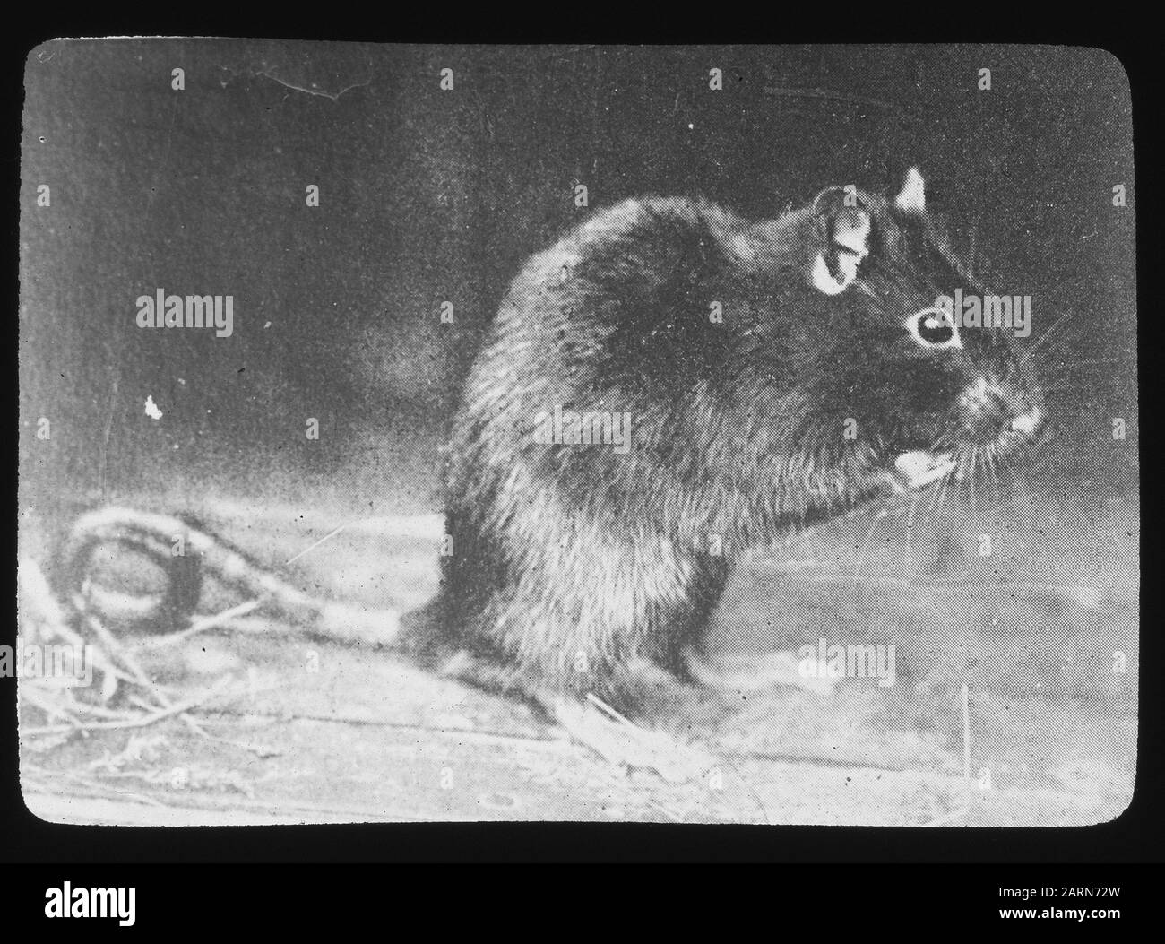 mammals, black rat Date: undated Keywords: mammals Personal name: black ...