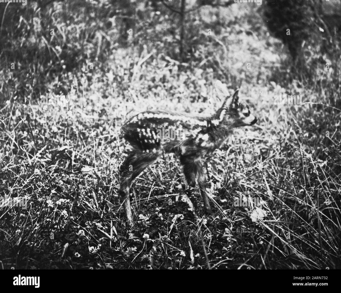 mammals, roe Date: undated Keywords: mammals Personal name: ree Stock ...