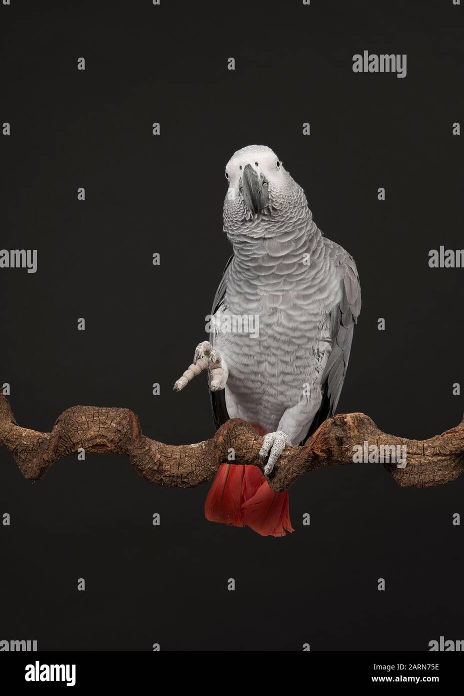 Gabon African grey parrot lifting its paw on a black background with ...