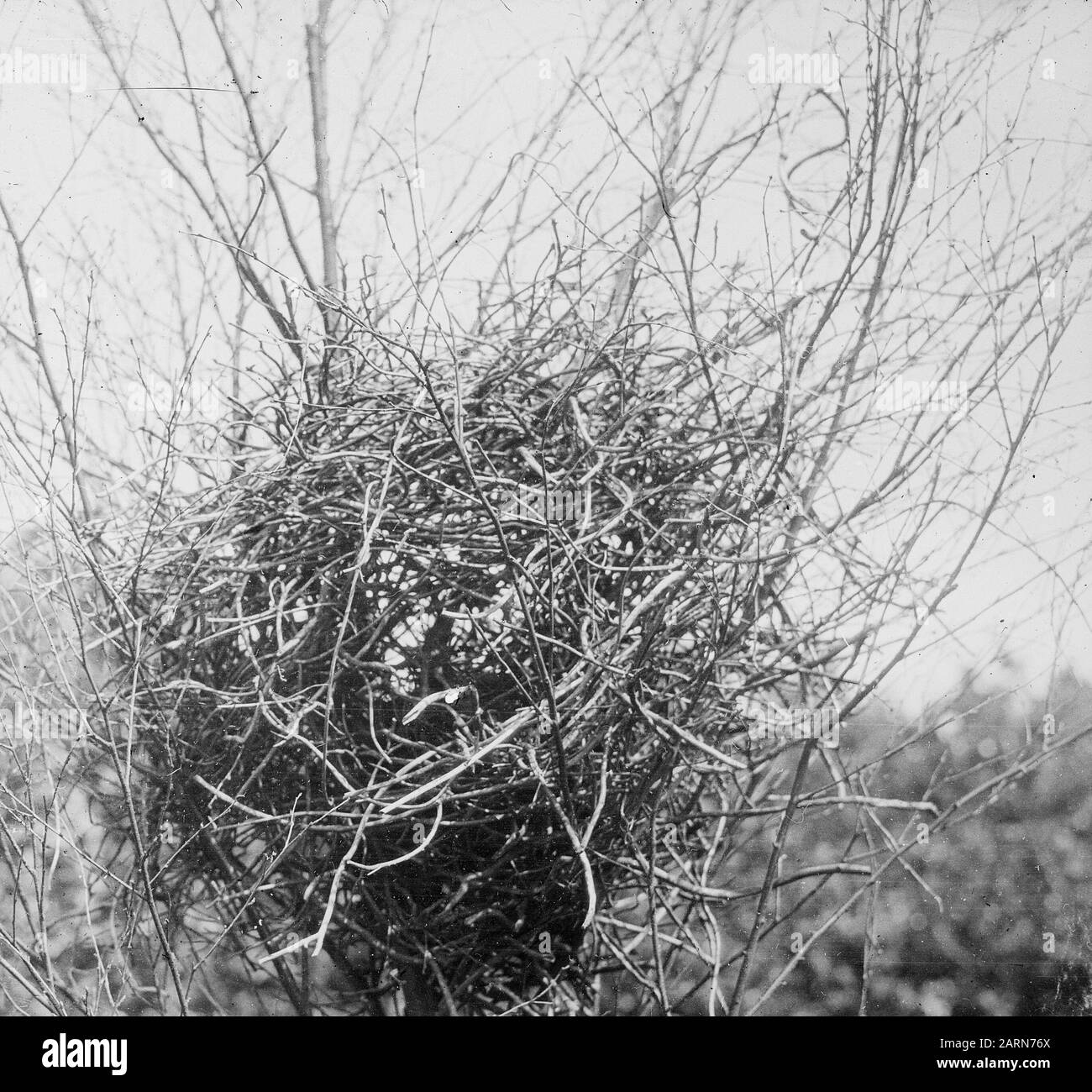 birds, nests, magpie Date: undated Keywords: nests, birds Personal name ...
