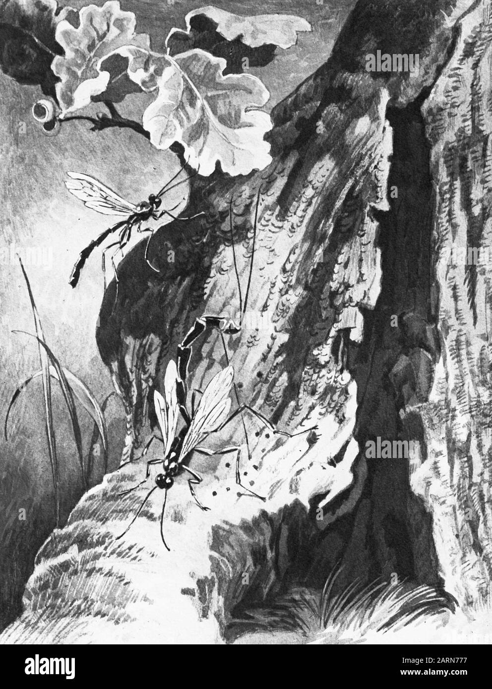 insects, tripod wasp Date: undated Keywords: insects Person name ...