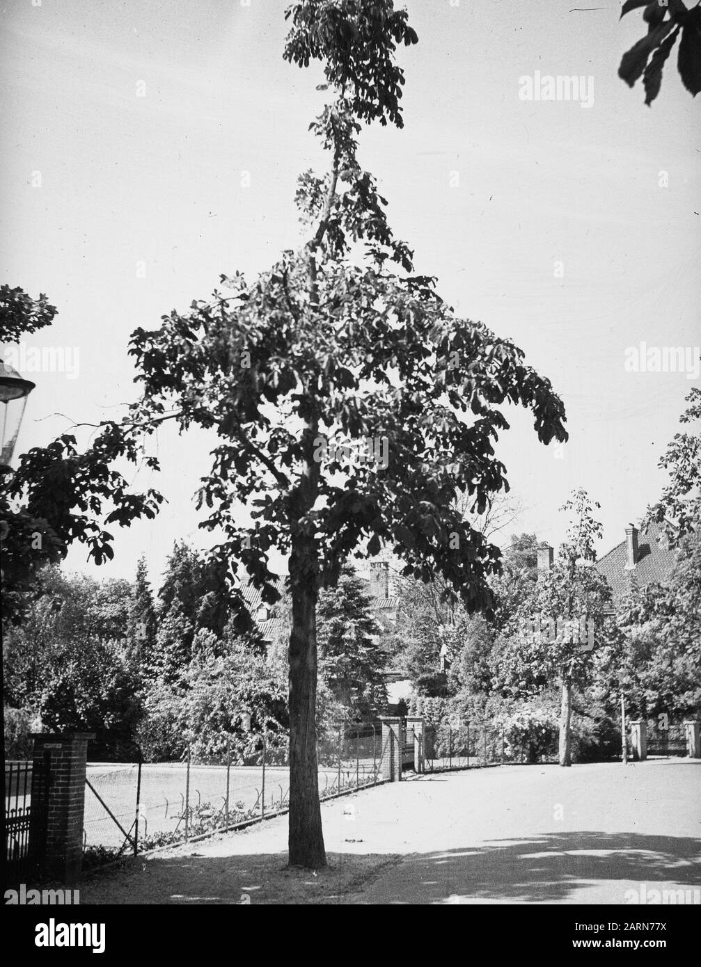Road tree maintenance Black and White Stock Photos & Images - Alamy