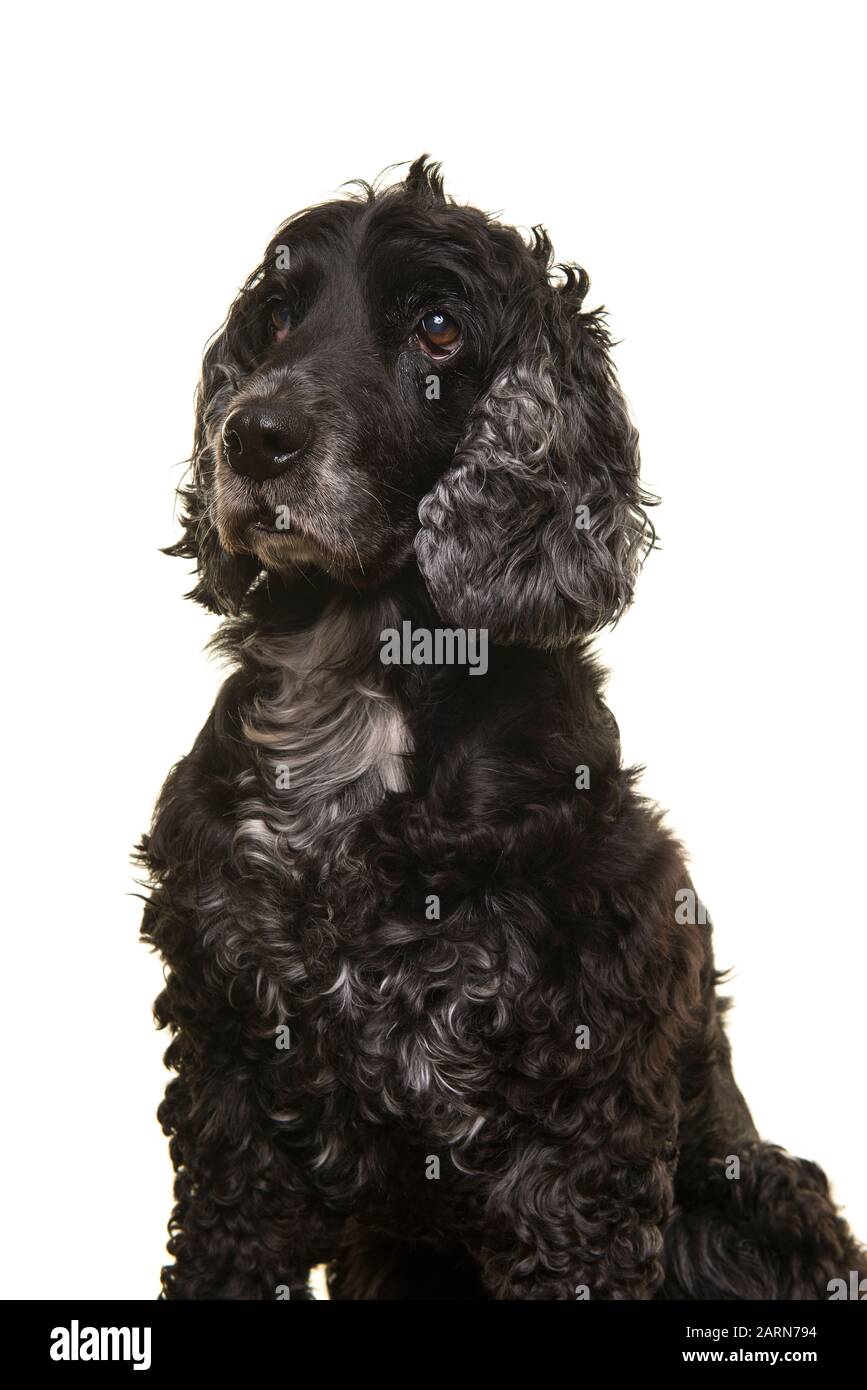 Portrait of an elderly senior cocker spaniel dog looking away isolated ...