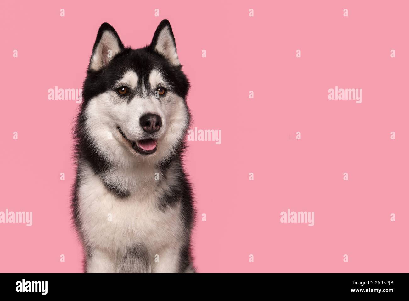 Portrait of a siberian husky glancing away on a pink background Stock ...