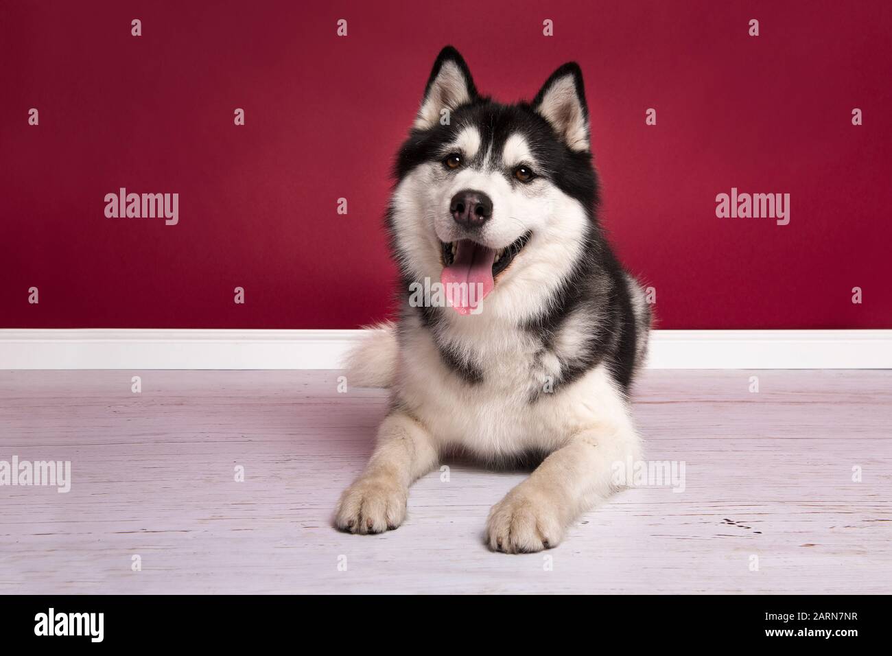 Siberian husky looking at the camera lying on the floor on a burgundy ...