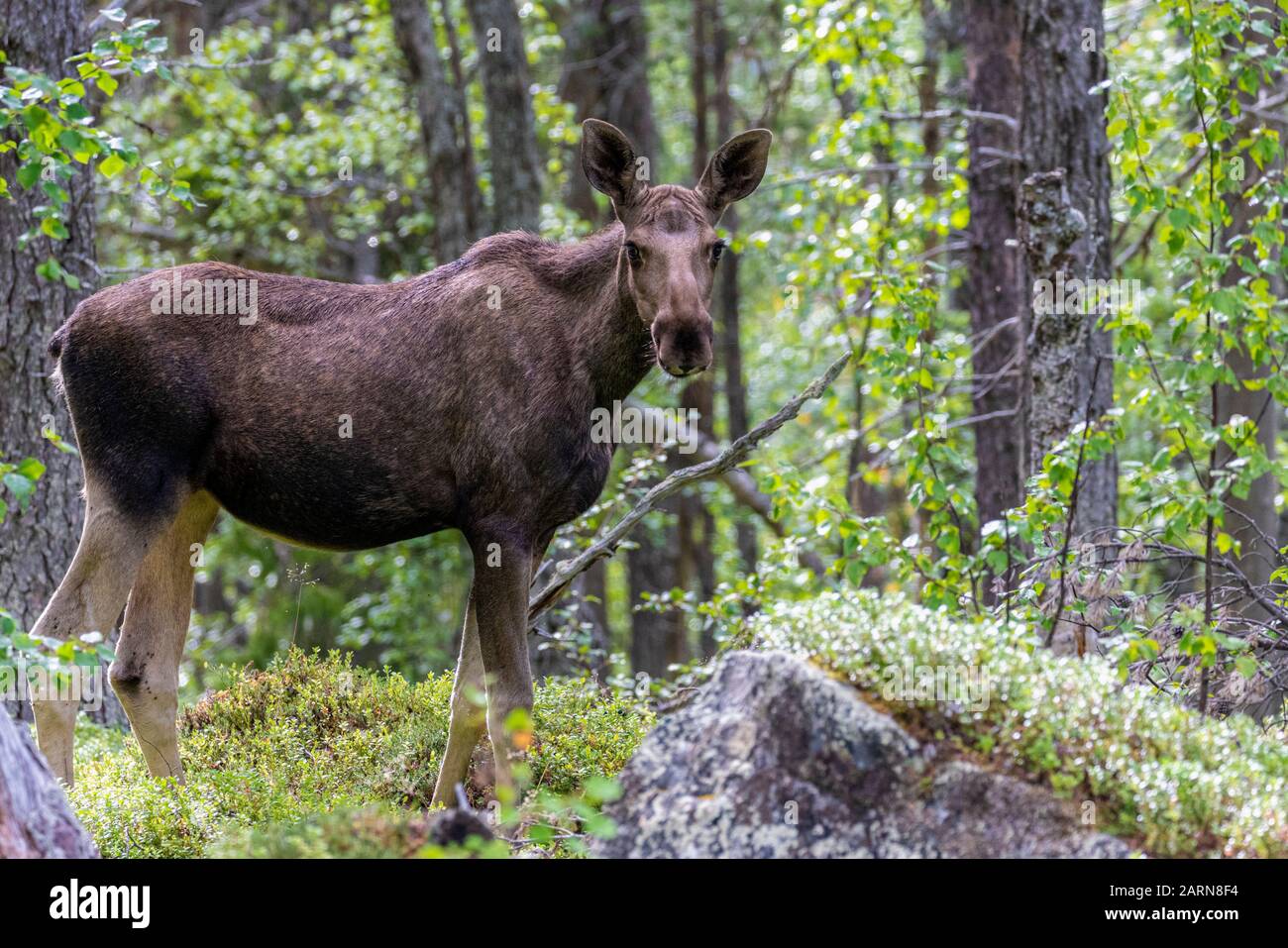Moose, Alces alces, standing in forest, looking in to the camera ...