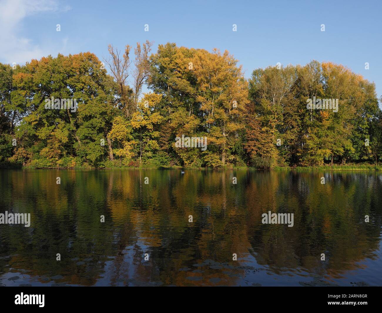 Seasonal landscape of trees and lake at Wilanow park in european Warsaw ...