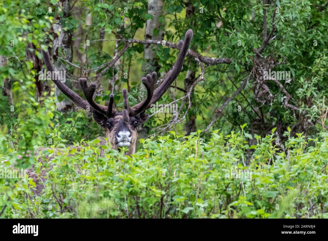 Reindeer, Rangifer tarandus standing among trees and looking in to the ...