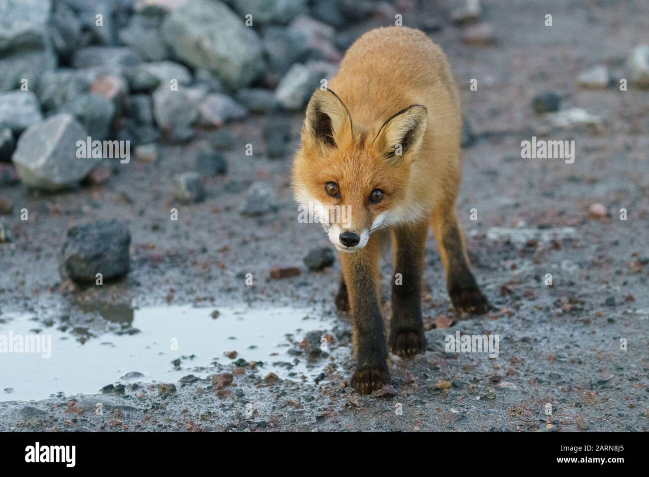 Red fox, vulpes vulpes looking in to the camera, Swedish Lapland ...