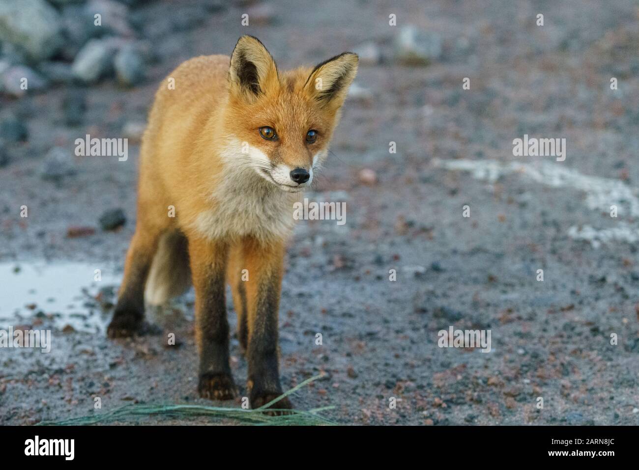 Red fox, vulpes vulpes, Swedish Lapland, Sweden Stock Photo - Alamy