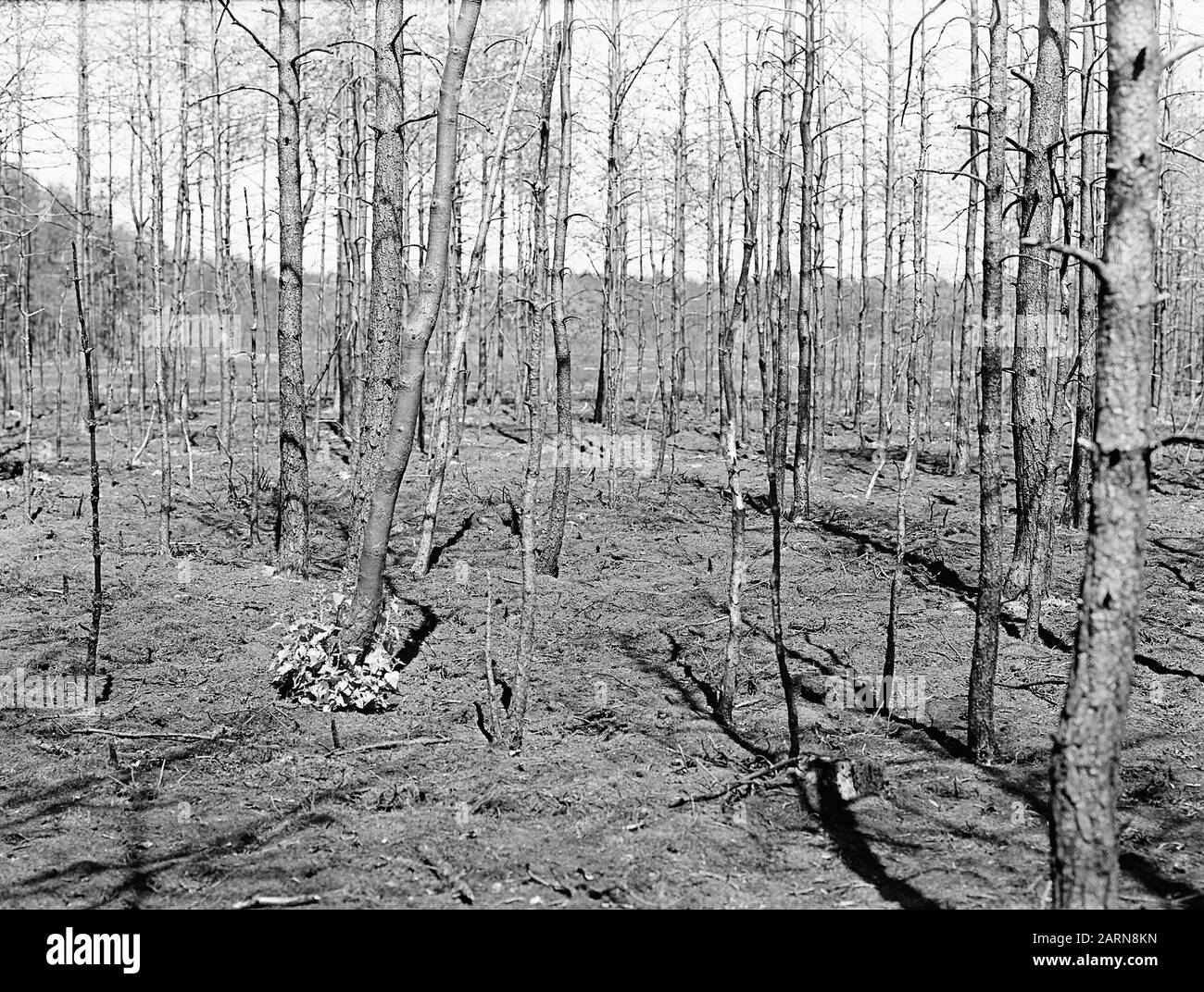 Reforestation after fires Black and White Stock Photos & Images - Alamy