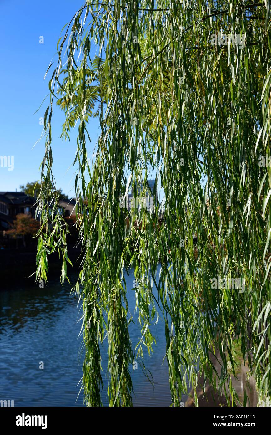 weeping willow Japan Stock Photo - Alamy