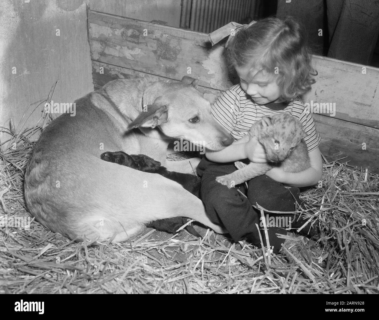 Shepherd dog zoogt lion cub Dierenpark Emmen Date: February 20, 1954 ...