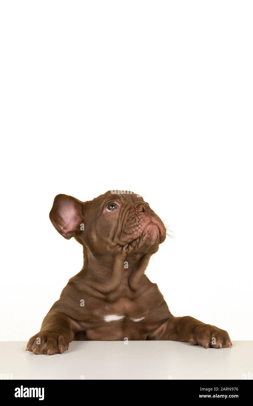 Portrait of an adorable Old english bulldog puppy looking up on ...