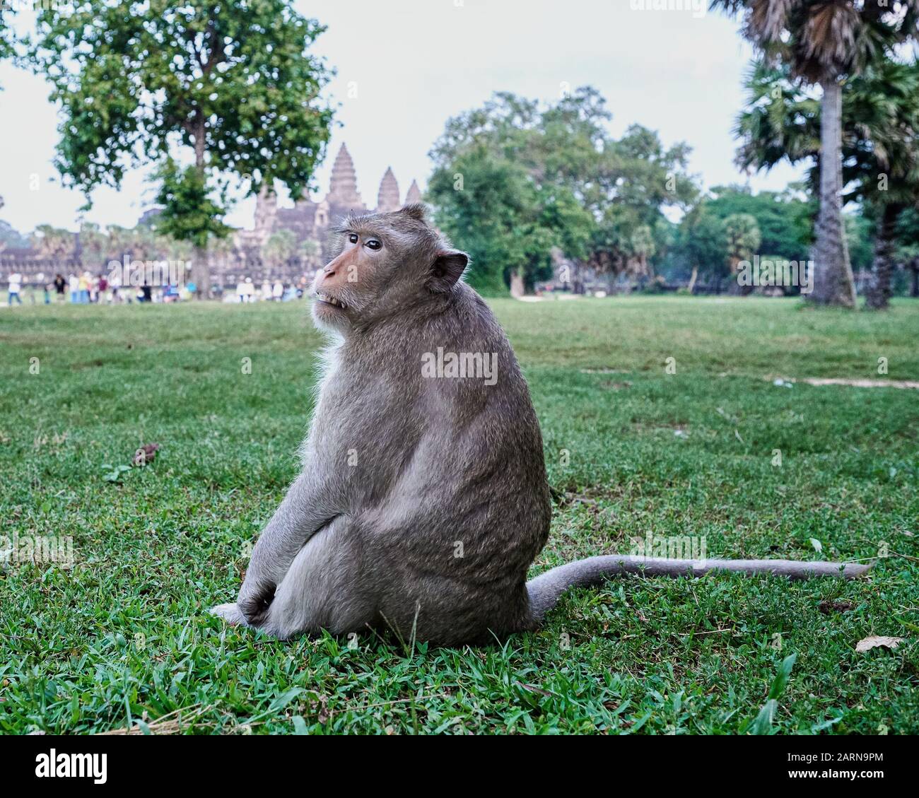 Monkey at ruin hi-res stock photography and images - Alamy
