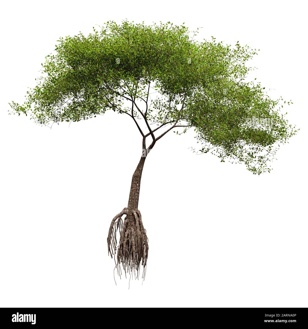3D rendering of a green mangrove tree isolated on white background ...