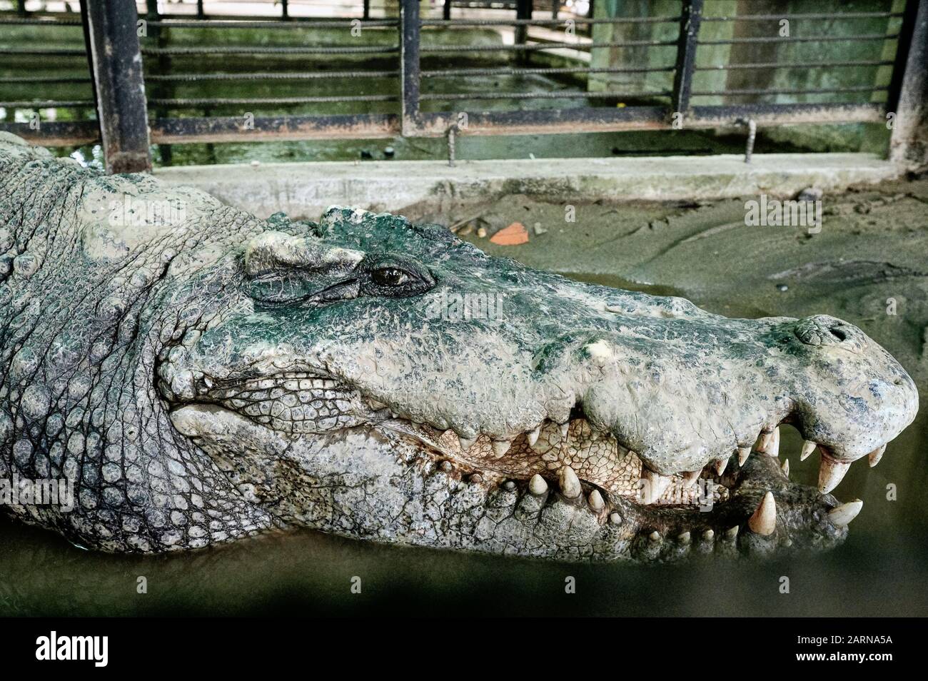 Close up shot of a caged Mekong River Crocodile. Crocodile looking ...