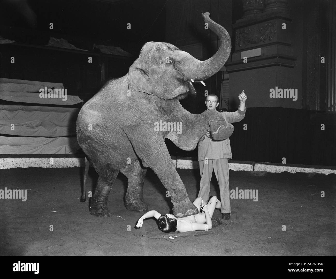 Mannequin passes elephants test hi-res stock photography and images - Alamy