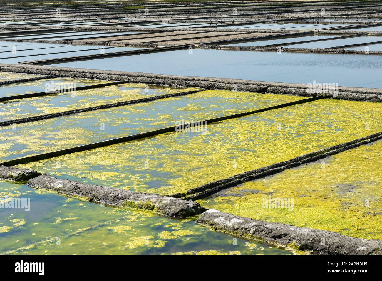 Algae growing in the salina, Aveiro, Beira Littoral, Portugal Stock ...