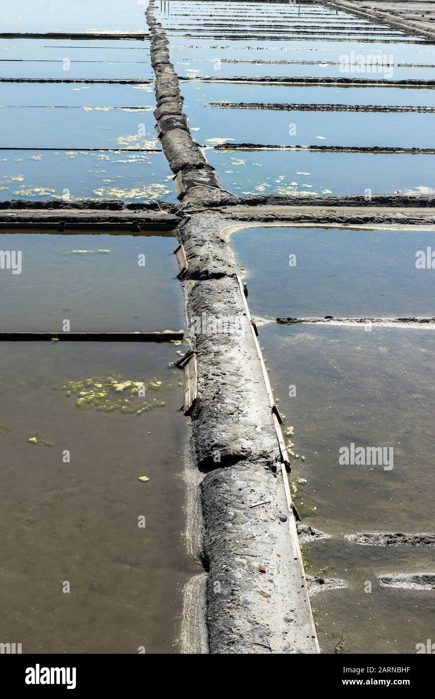 Algae growing in the salina, Aveiro, Beira Littoral, Portugal Stock ...