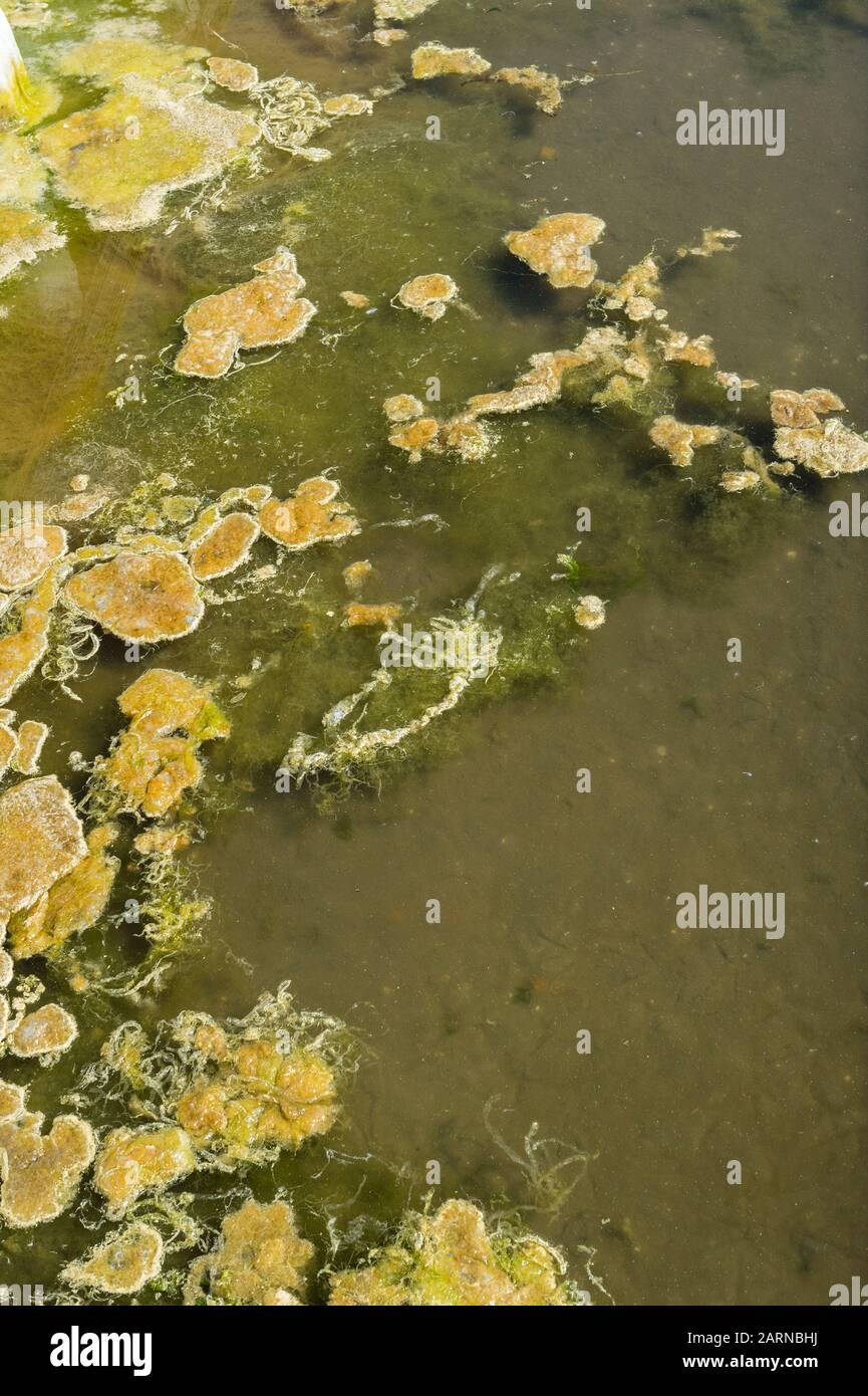 Algae growing in the salina, Aveiro, Beira Littoral, Portugal Stock ...