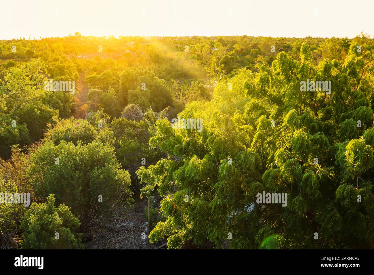 View of sunset in african forest in Zanzibar Stock Photo - Alamy