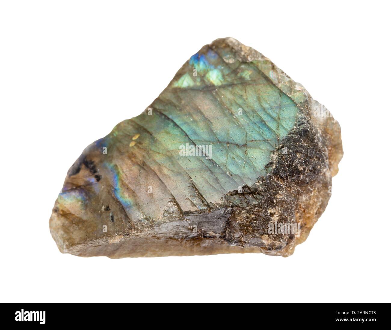 Labradorization hi-res stock photography and images - Alamy