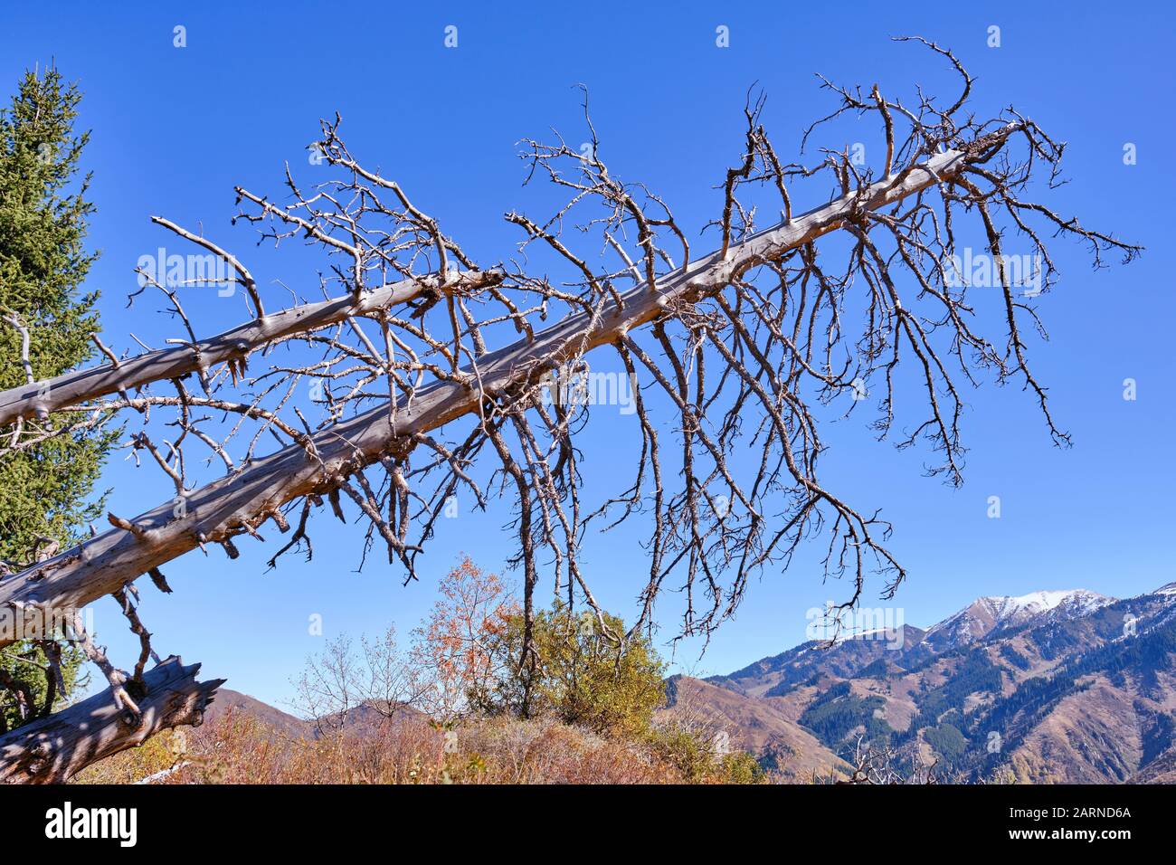 Dead wood in gorge forest hi-res stock photography and images - Alamy