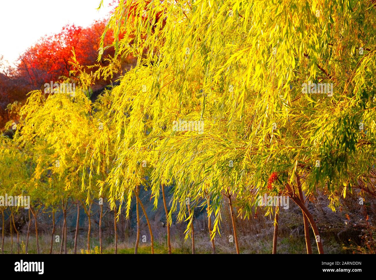 Fence row trees in rural hi-res stock photography and images - Alamy