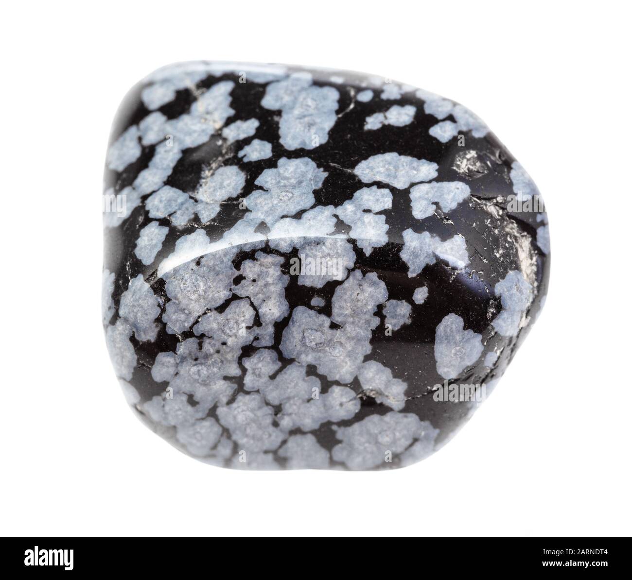 closeup of sample of natural mineral from geological collection - polished Snowflake Obsidian ...