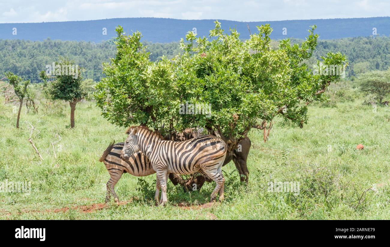 A group of Burchell's zebras seek shelter from the sun under a small ...