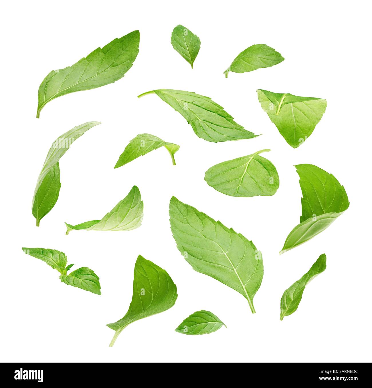 Peppermint leaves isolated on white background Stock Photo - Alamy